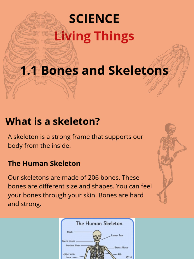 Understanding the Human Skeleton | PDF