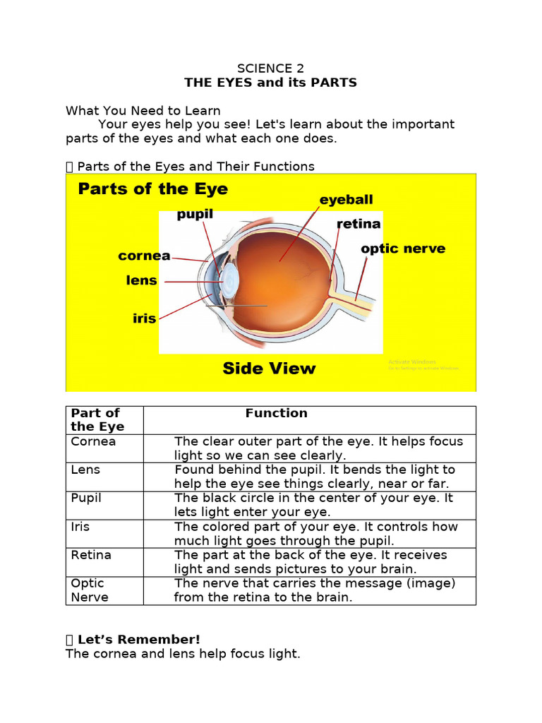 SCIENCE 2 Parts of The Eyes | PDF