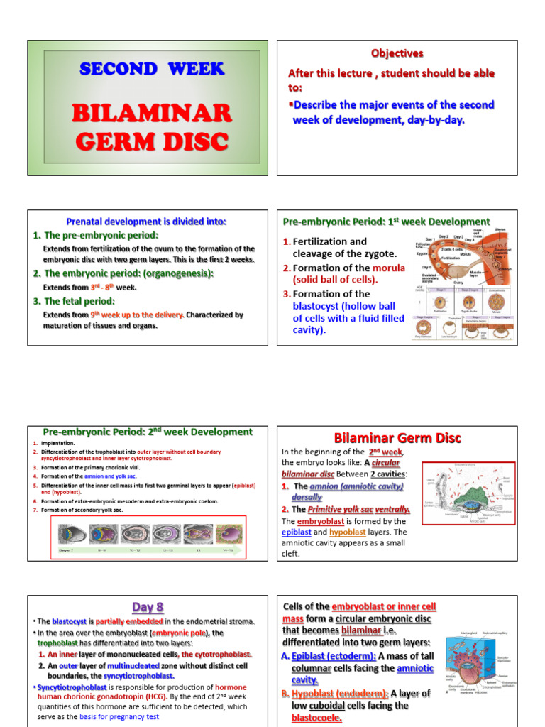 Bilaminar Germ Disc Development Overview | PDF | Embryo | Anatomy