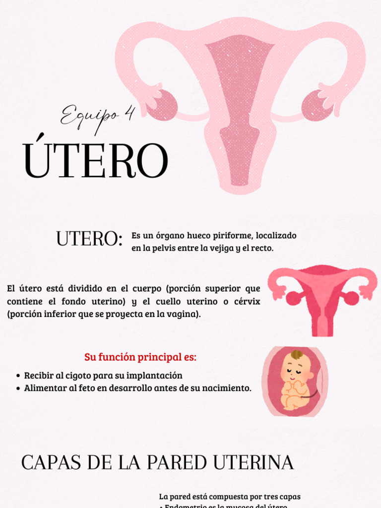 Estructura y Función del Útero | PDF | Vagina | Útero