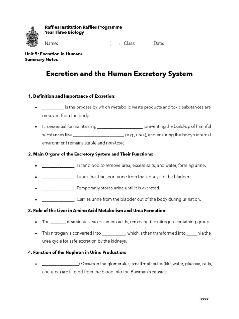 Excretion in Humans Summary Notes Student | PDF