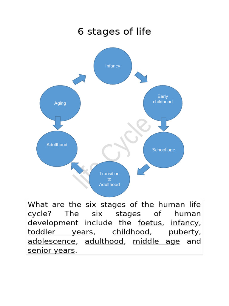 Six Stages of Human Life Cycle | PDF