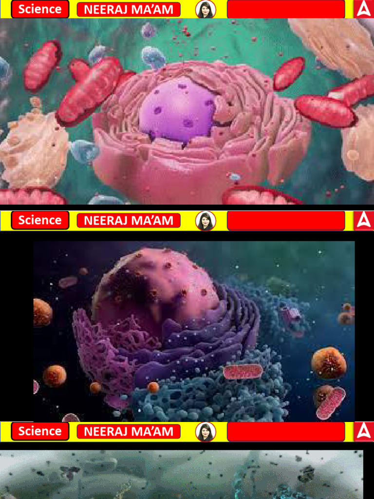 Cell Organ 22 | PDF
