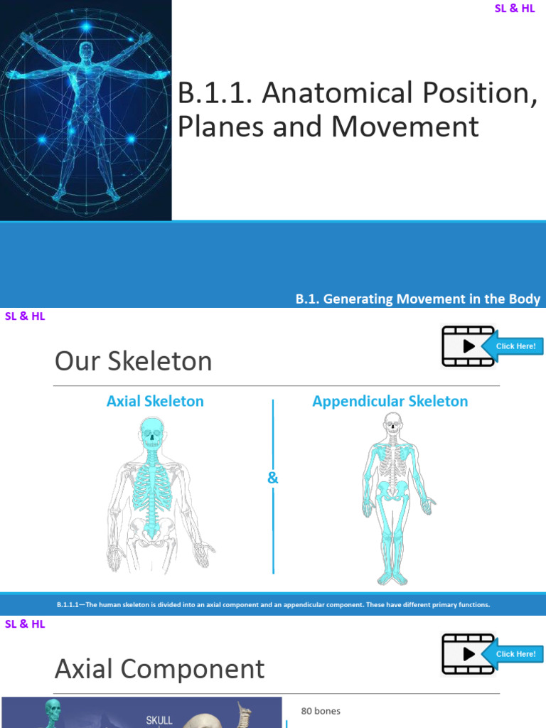 Understanding Supine Position in Movement | PDF | Anatomical Terms Of ...