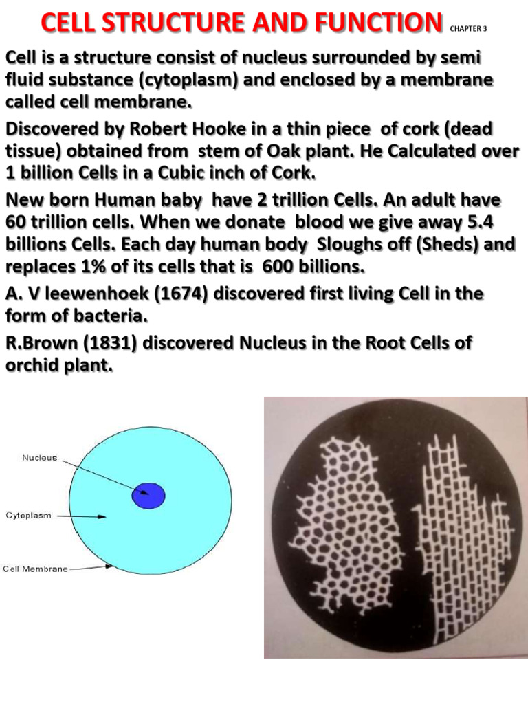 Ch#3 Cell Structure & Function | PDF | Endoplasmic Reticulum | Ribosome