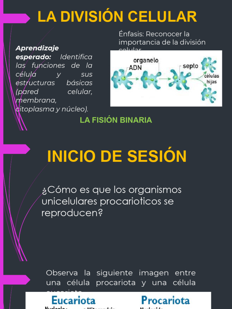 Fisión binaria en bacterias | PDF | Biología Celular) | Las bacterias