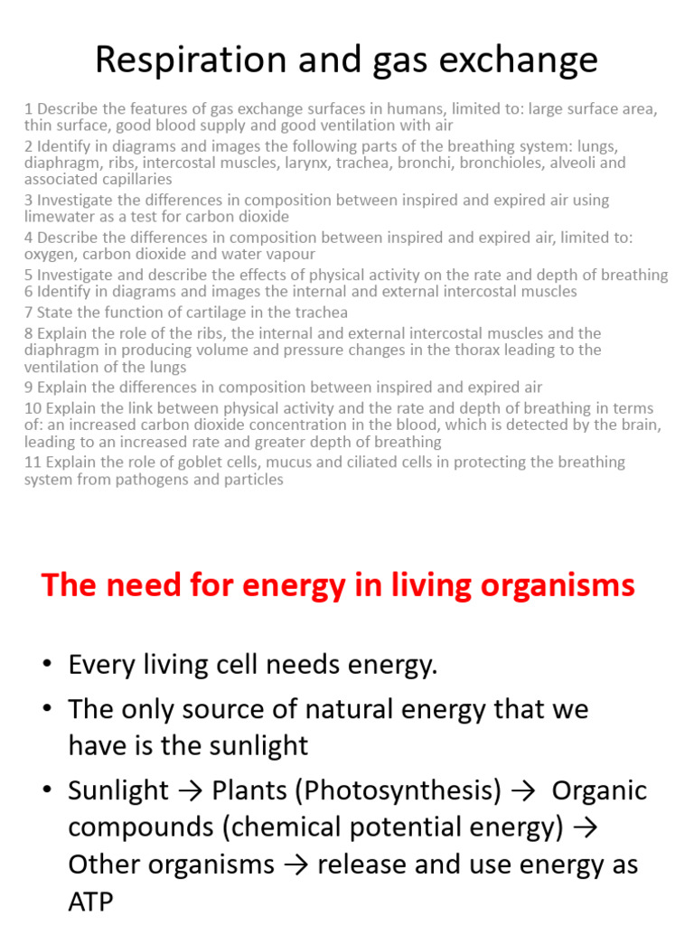 Human Respiration and Gas Exchange Explained | PDF | Breathing ...