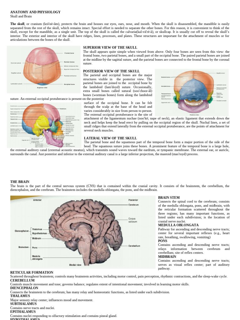 Anaphysio of Skull and Brain | PDF | Skull | Brainstem