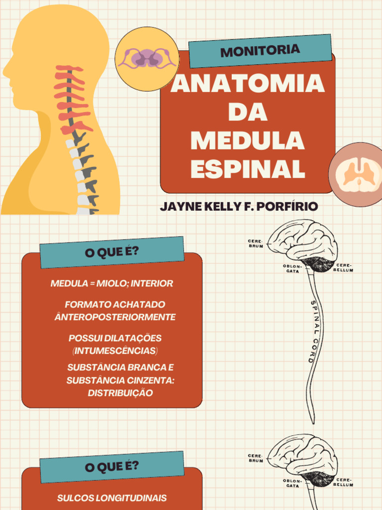 Anatomia da Medula Espinal: Estrutura e Função | PDF