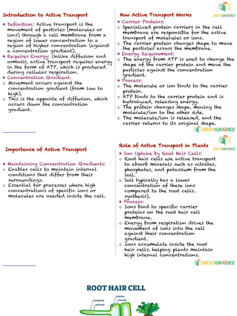 Carrier Proteins: - Definition:: Introduction To Active Transport How ...