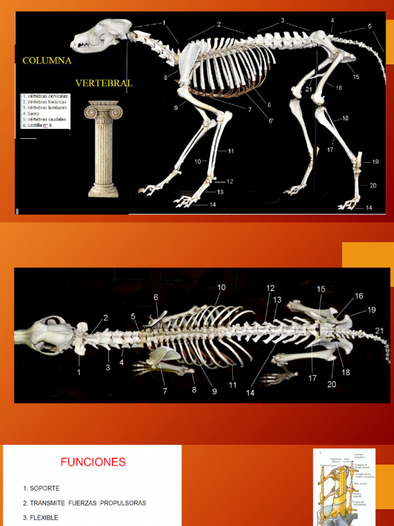 Columna Perro | PDF