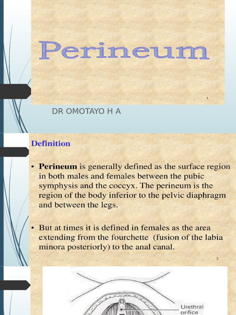 Anatomy and Boundaries of the Perineum | PDF | Pelvis