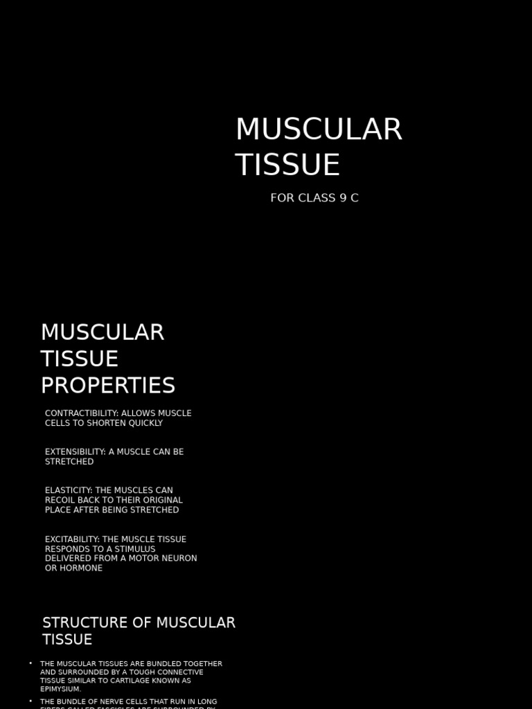 Muscular Tissue | PDF | Muscle | Skeletal Muscle