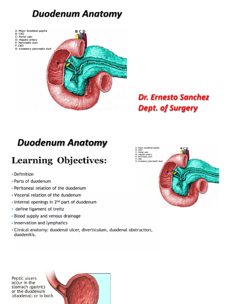 Duodenum Anatomy and Blood Supply | PDF | Organ (Anatomy) | Digestive ...