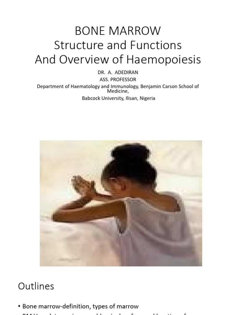 Bone Marrow Structure and Functions | PDF | White Blood Cell ...
