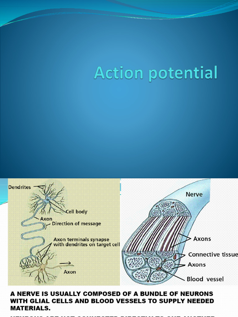Understanding Nerve Action Potentials | PDF | Action Potential ...