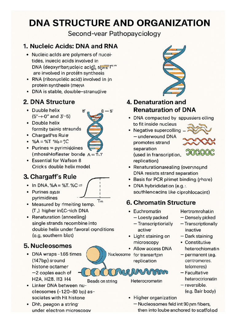 Dna Structure And Organization Handout Pdf
