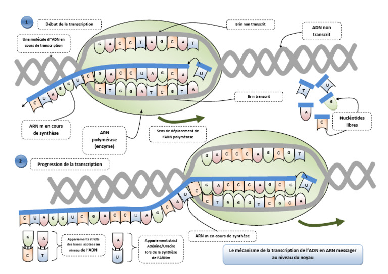 Schéma de la transcription ADN-ARN | PDF | Répertoire national des ...