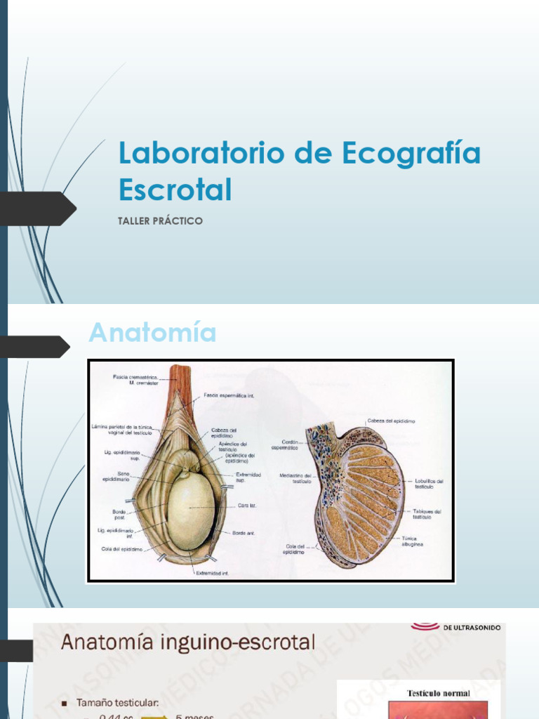 Protocolo de Ecografía Escrotal Práctico | PDF | Testículo | Medicina ...