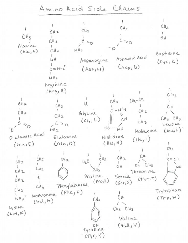Amino Acid Side Chains | PDF