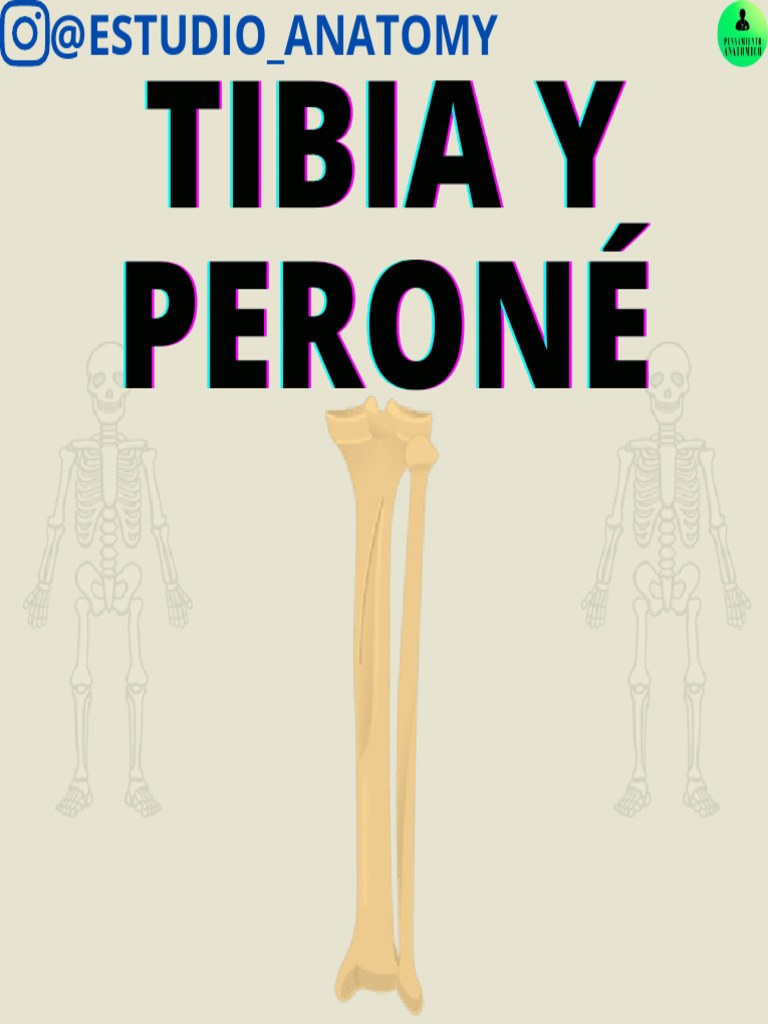Anatomía de la tibia y peroné | PDF