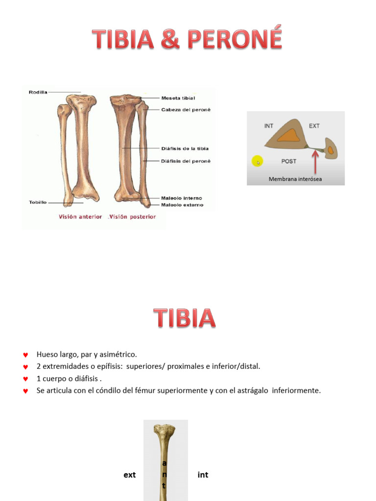 Anatomía de la Tibia y Peroné | PDF | Sistema musculoesquelético ...