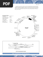 P ET28 | PDF | Vector (Molecular Biology) | Dna