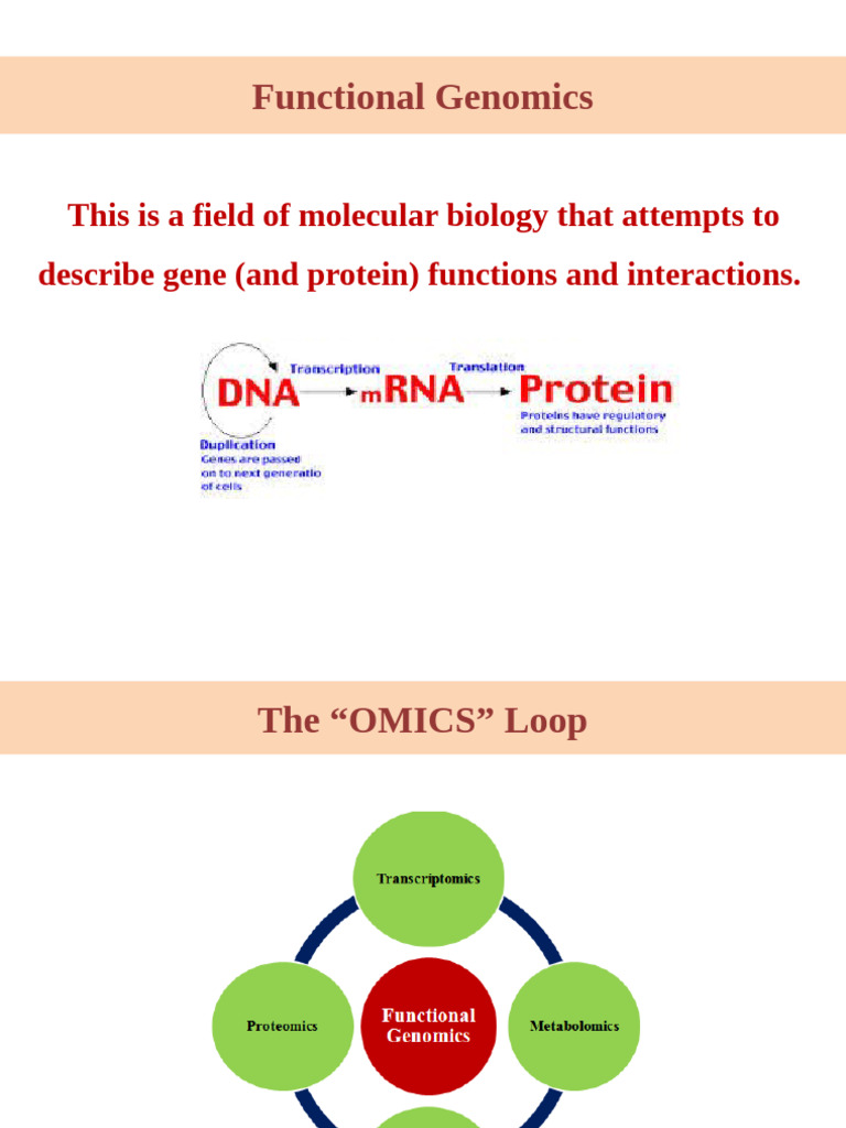 4 Functional Genomics | PDF | Gene | Dna Microarray
