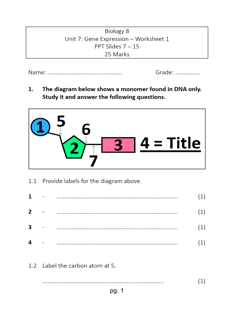 Gene Expression Worksheet for Biology 8 | PDF | Dna | Organic Acids