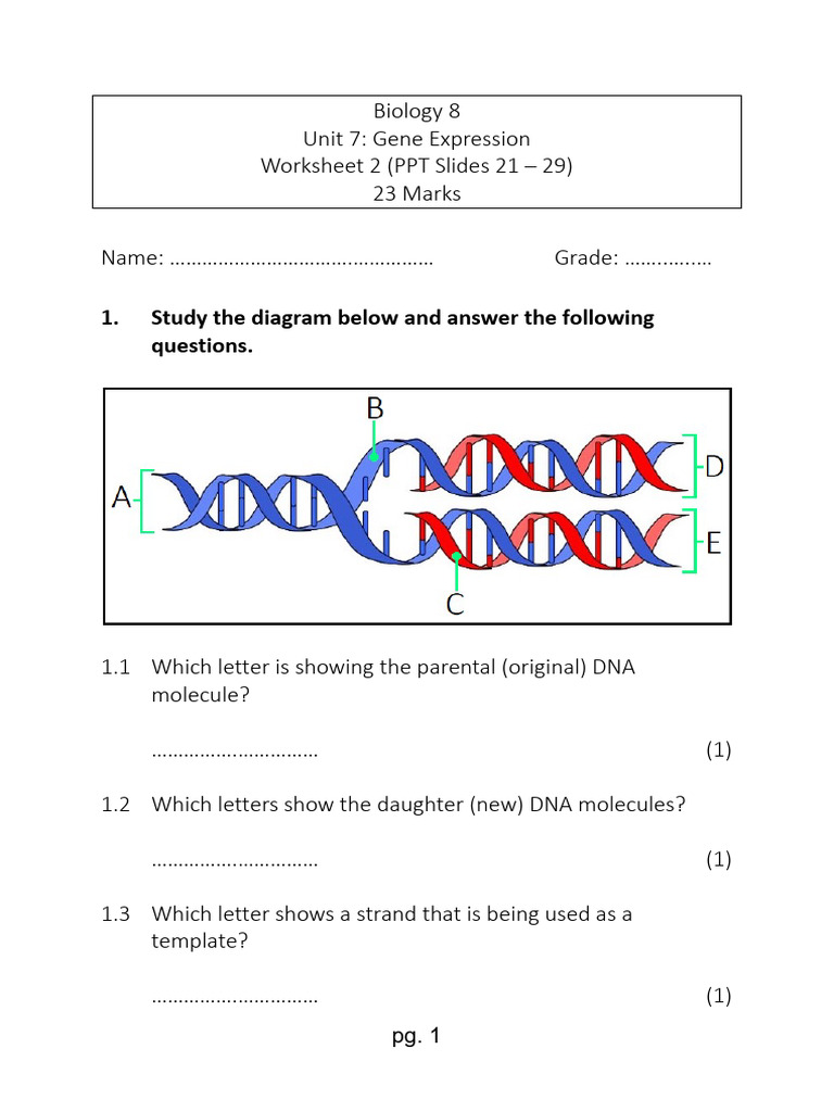 Gene Expression Worksheet for Biology 8 | PDF | Dna Replication | Dna