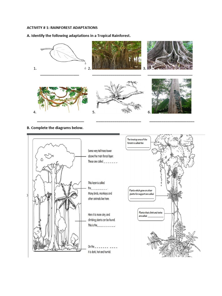 Rainforest Adaptations Activity | PDF