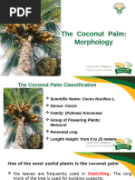 Coconut Varieties: Tall vs Dwarf | PDF | Coconut | Botany