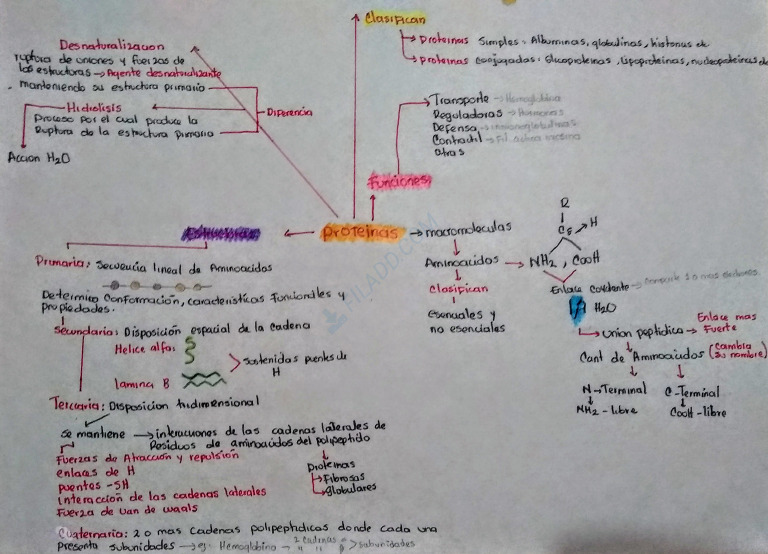 Mapa Conceptual Proteinas | PDF