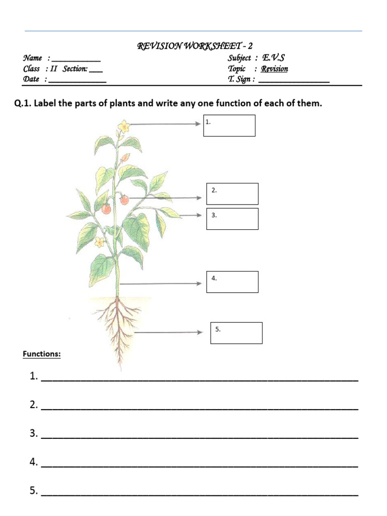 CBSE Class 2 EVS Practice Worksheets (84) - Revision | PDF