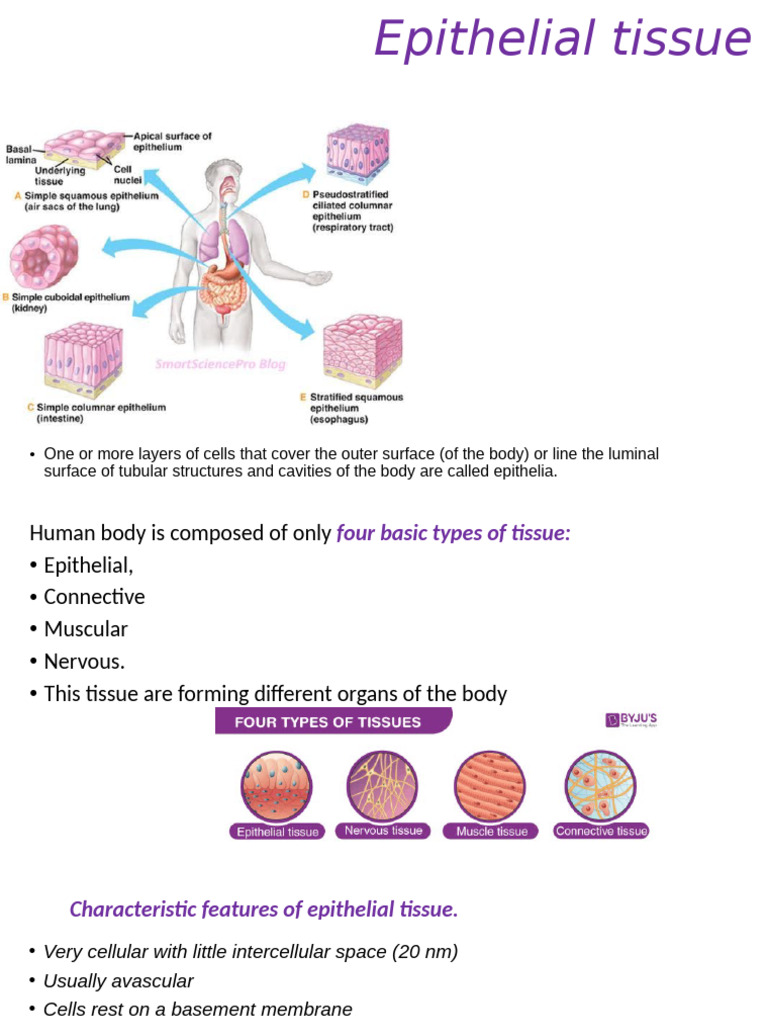 Overview of Epithelial Tissue Types | PDF | Epithelium | Tissue (Biology)