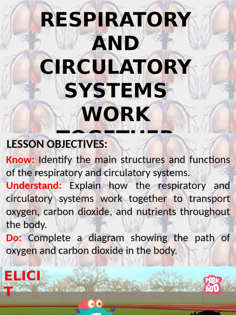 Respiratory and Circulatory Systems Overview | PDF | Lung | Respiratory ...