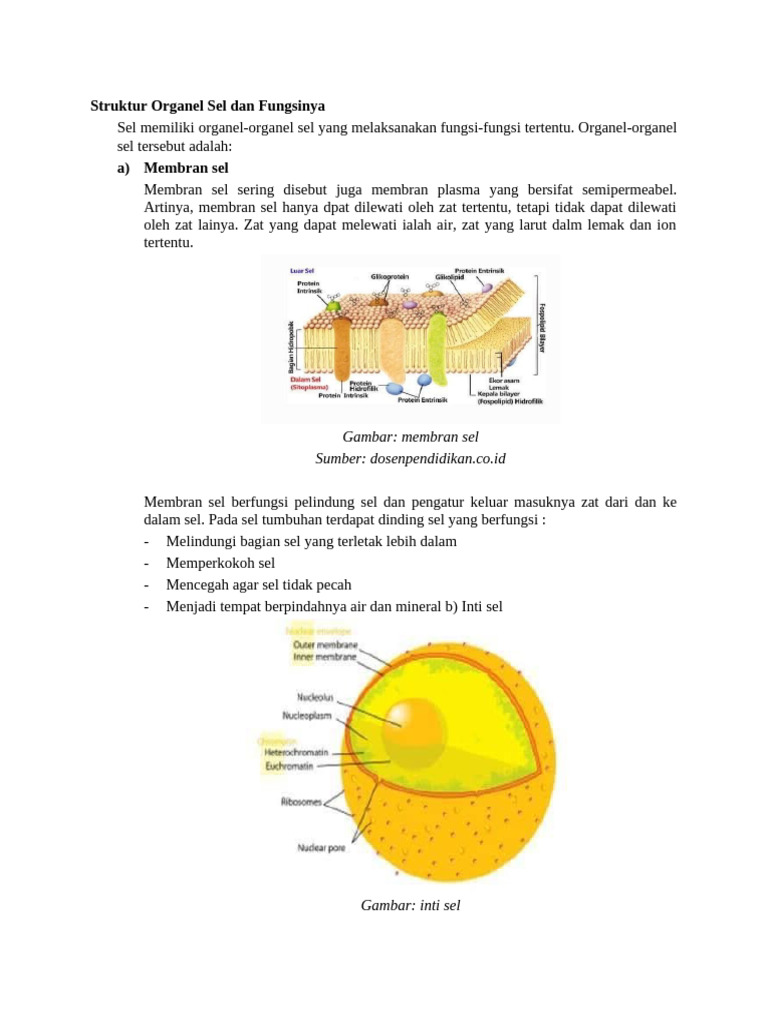 Struktur Organel Sel Dan Fungsinya | PDF