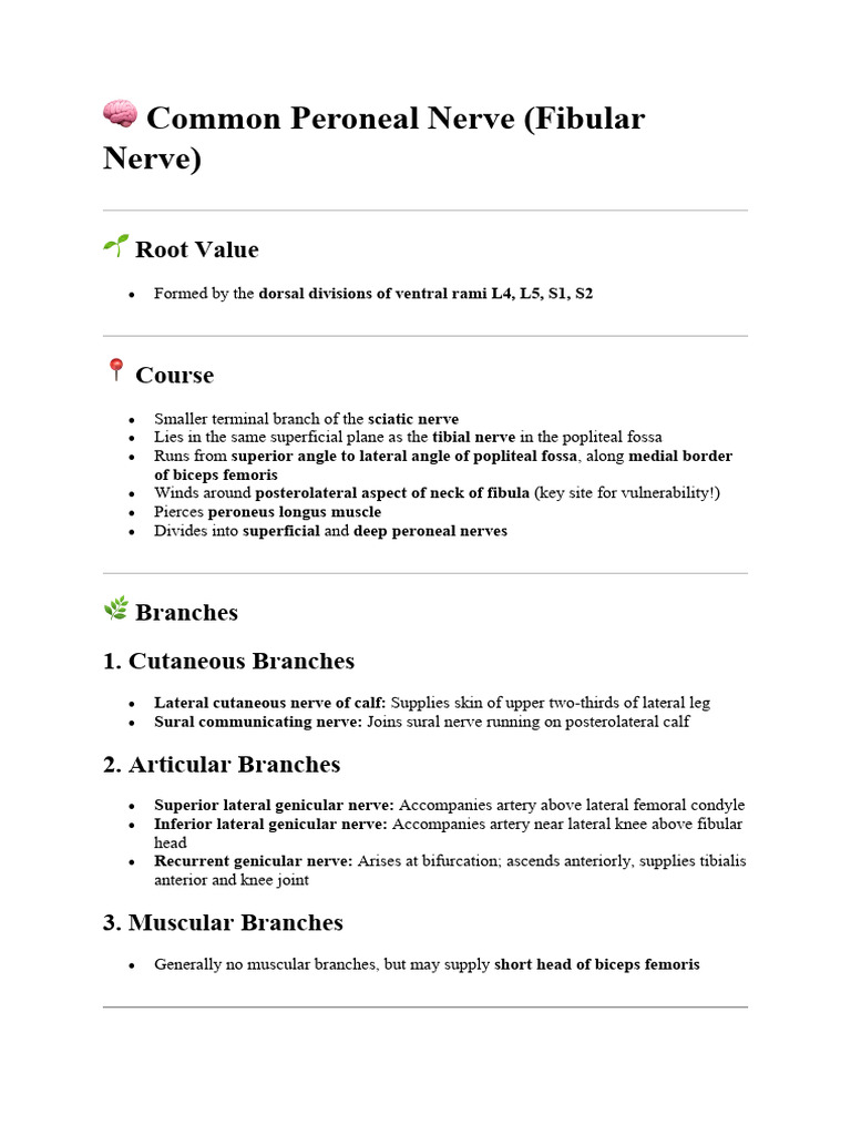 Common Peroneal Nerve | PDF
