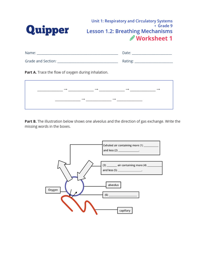 Breathing Mechanisms Worksheet | PDF