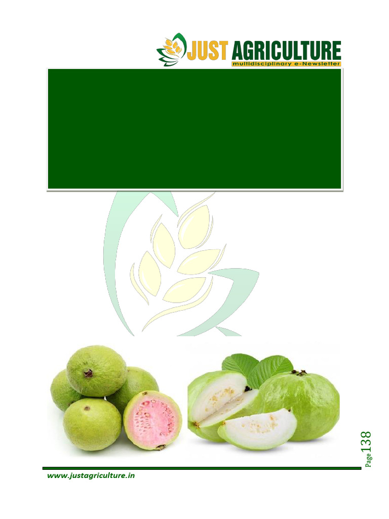 Guava: Taxonomy and Morphology Insights | PDF | Leaf | Trees