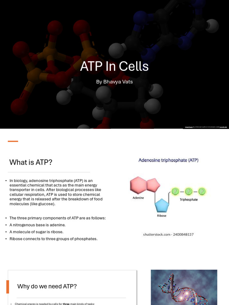 ATP in Cells | PDF | Adenosine Triphosphate | Cellular Respiration