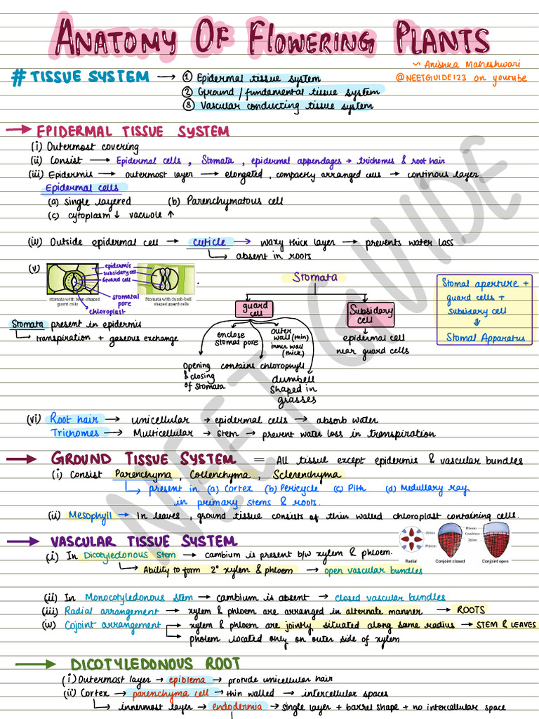 Anatomy in Flowering Plants Class 11 | PDF