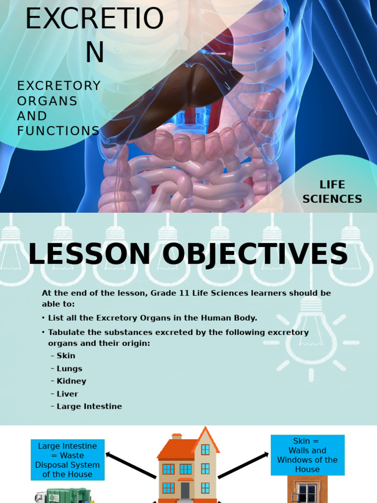 Grade 11 - Human Excretory Organs - Structure and Function - Lungs and ...