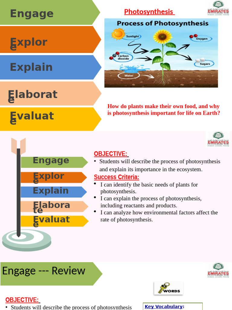 PLANT NUTRITION Photosynthesis | PDF | Stoma | Photosynthesis