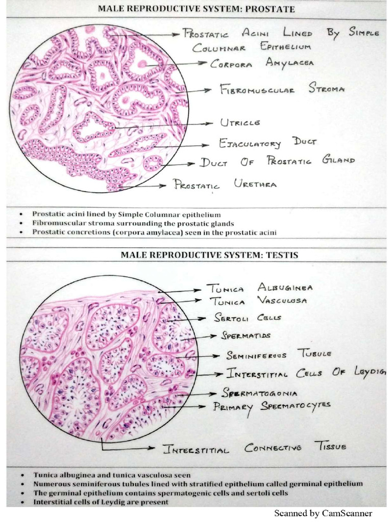 Histology Journal Diagrams With Key Identification Points - Page-0029 | PDF