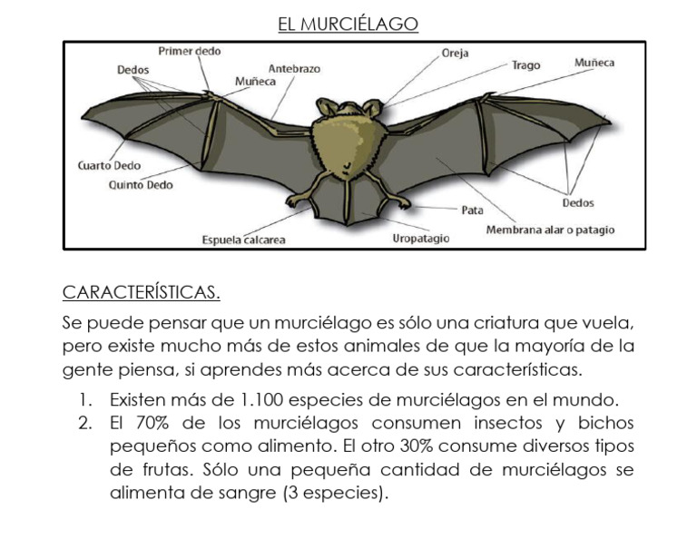 El Murciélago Pdf