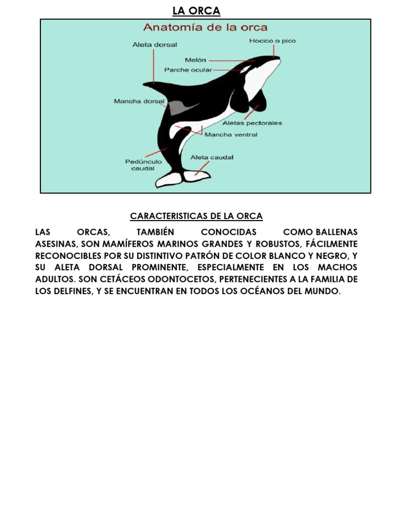 La Orca | PDF