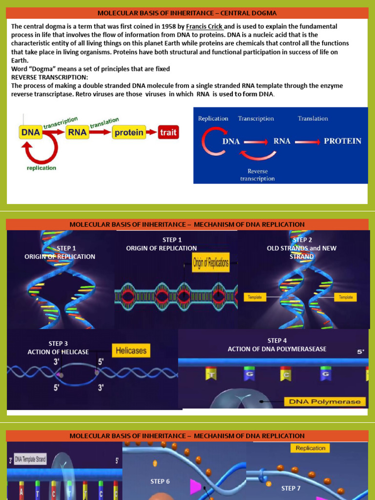 DNA Replication Mechanism Overview | PDF | Dna Replication | Dna