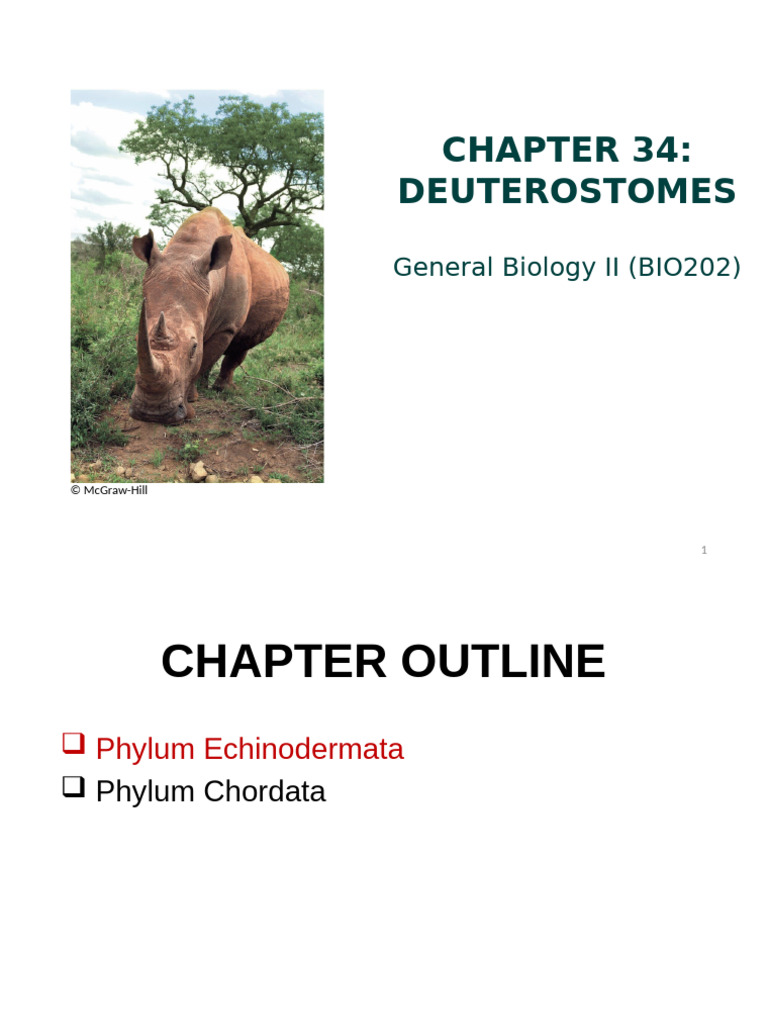 BIO202 Ch34 Deuterostomes | PDF | Vertebrates | Ape