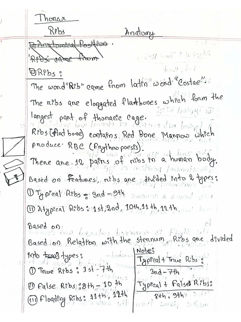 Thorax-Ribs Part 1 | PDF